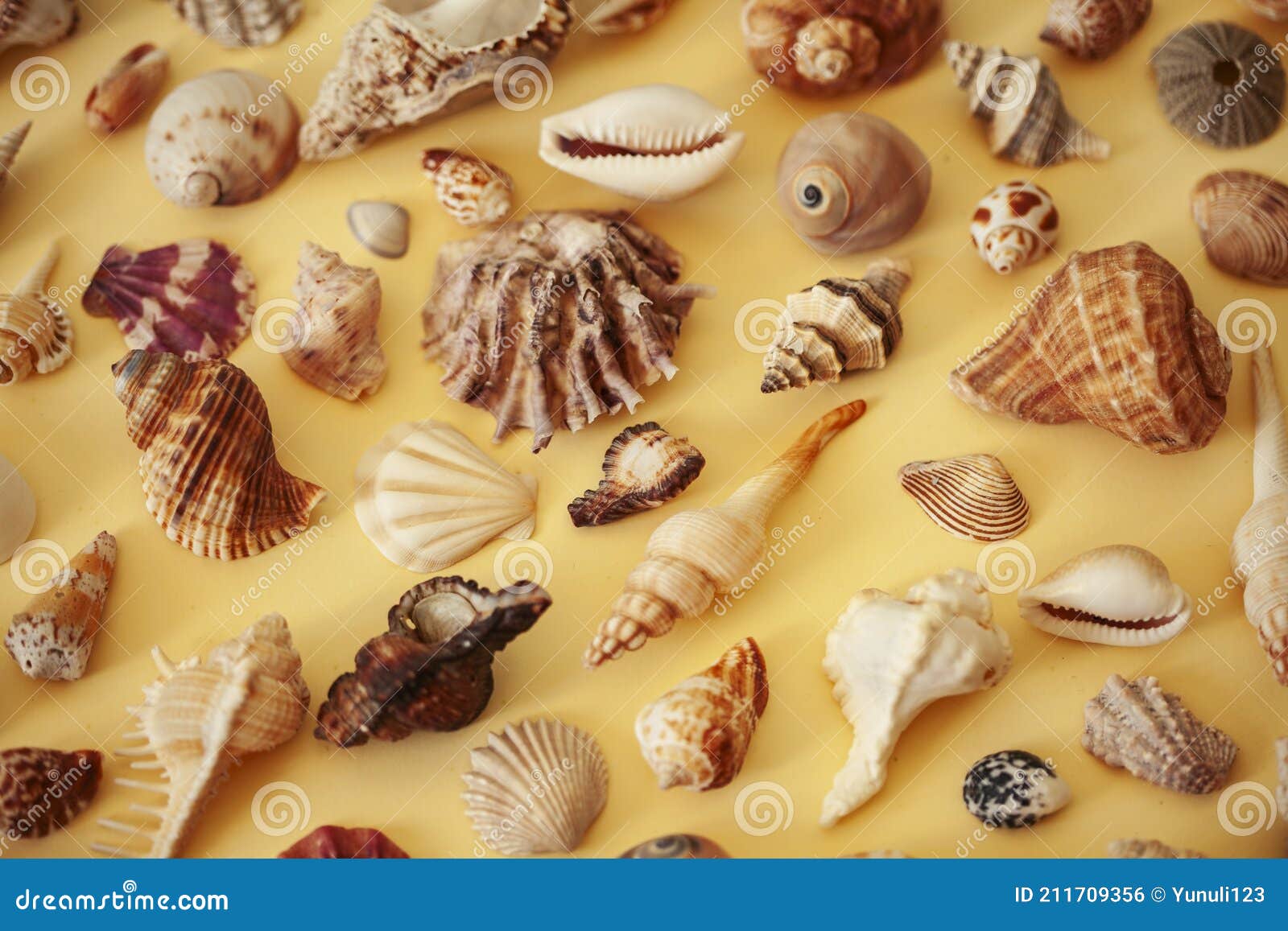 A Lot of Different Empty Sea Shells on Yellow Background, Macro Details ...