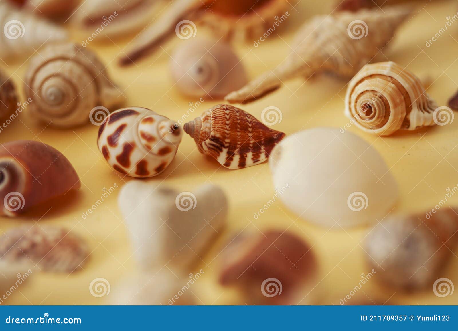 A Lot of Different Empty Sea Shells on Yellow Background, Macro Details ...