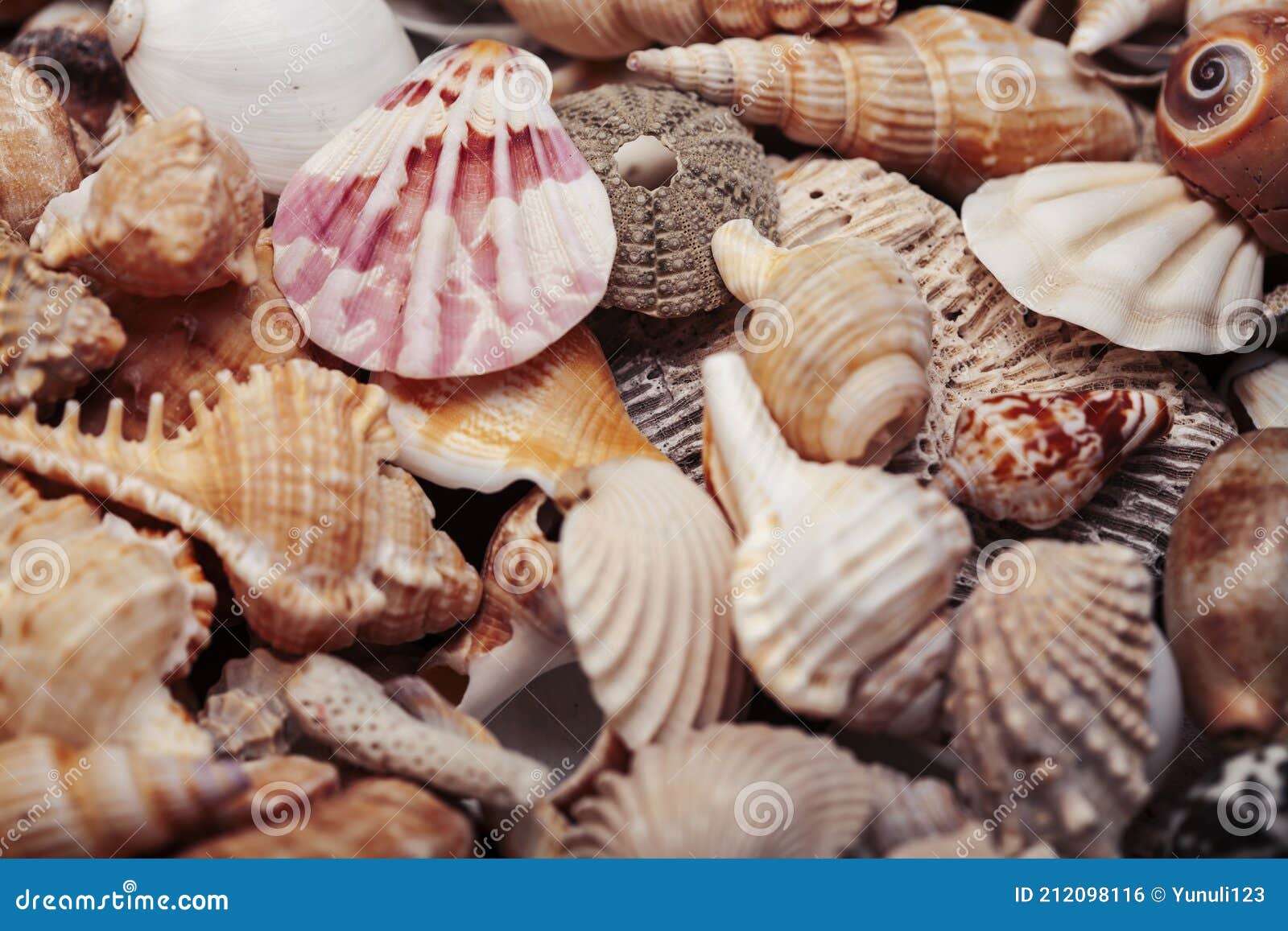 A Lot of Different Empty Sea Shells on Yellow Background, Macro Details ...
