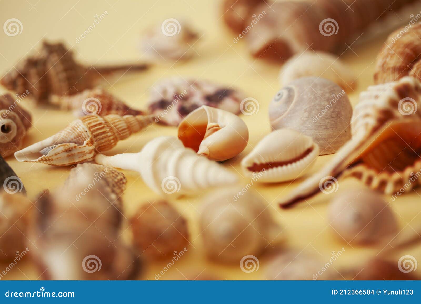 A Lot of Different Empty Sea Shells on Yellow Background, Macro Details ...