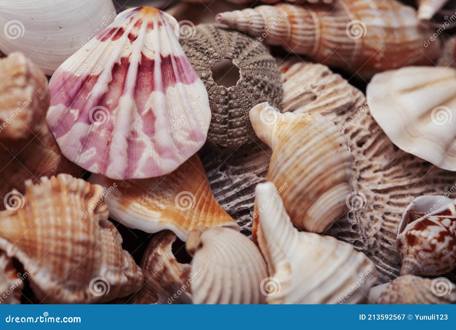 A Lot of Different Empty Sea Shells on Yellow Background, Macro Details ...