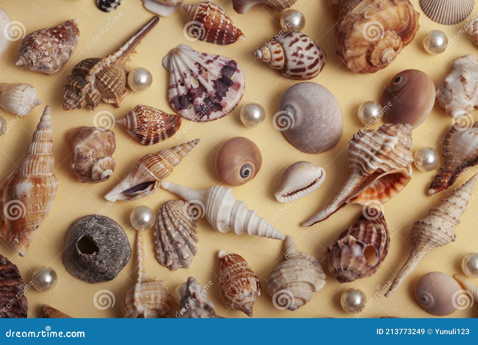 A Lot of Different Empty Sea Shells on Yellow Background, Macro Details ...