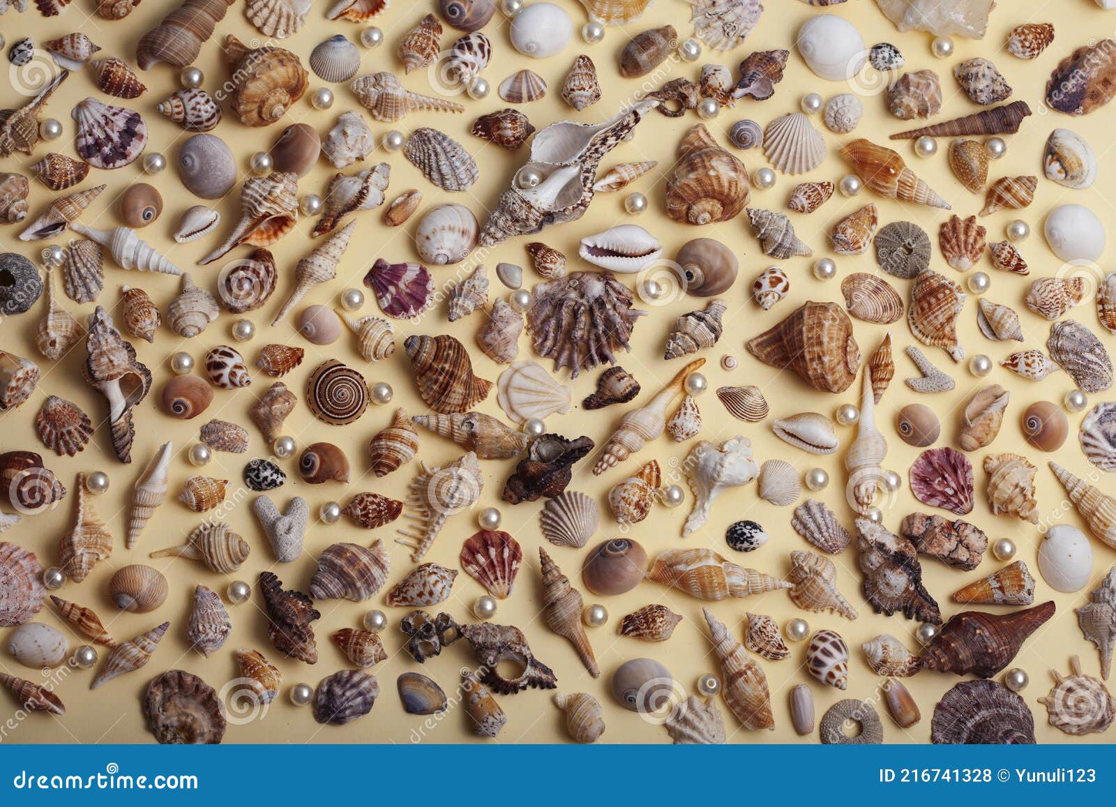 A Lot of Different Empty Sea Shells on Yellow Background, Macro Details ...