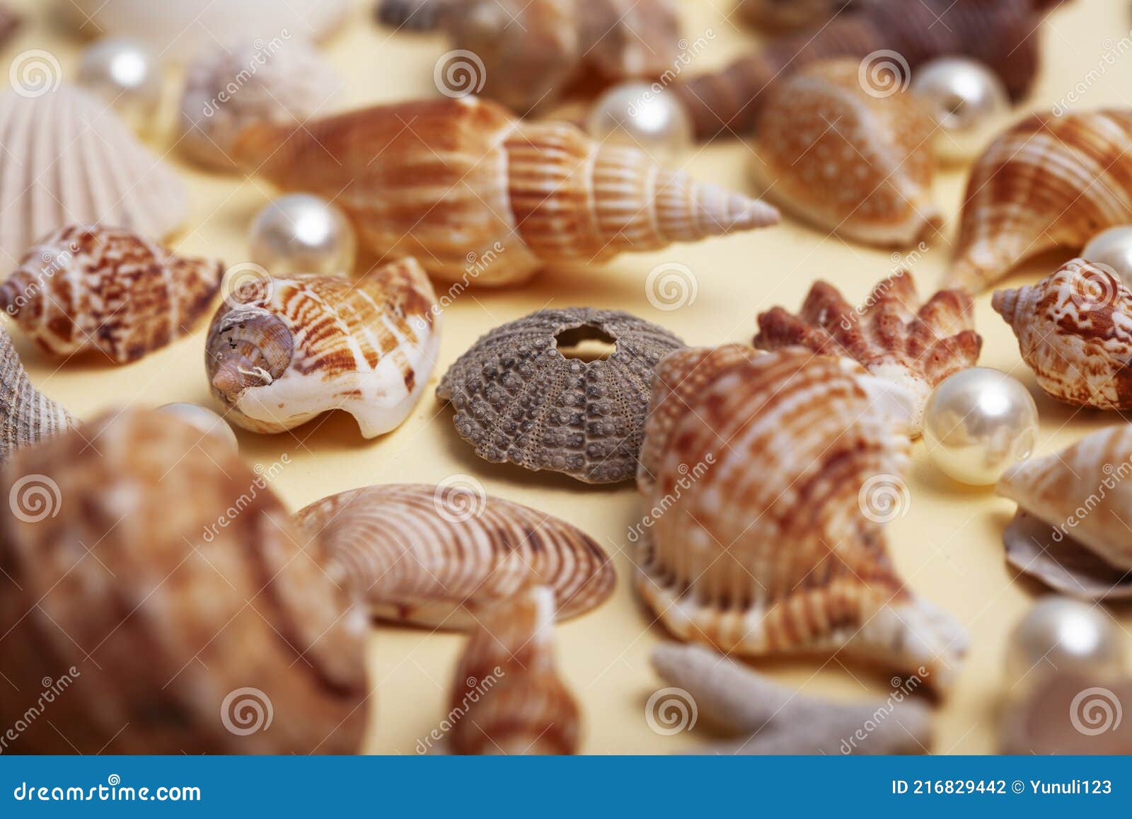 A Lot of Different Empty Sea Shells on Yellow Background, Macro Details ...
