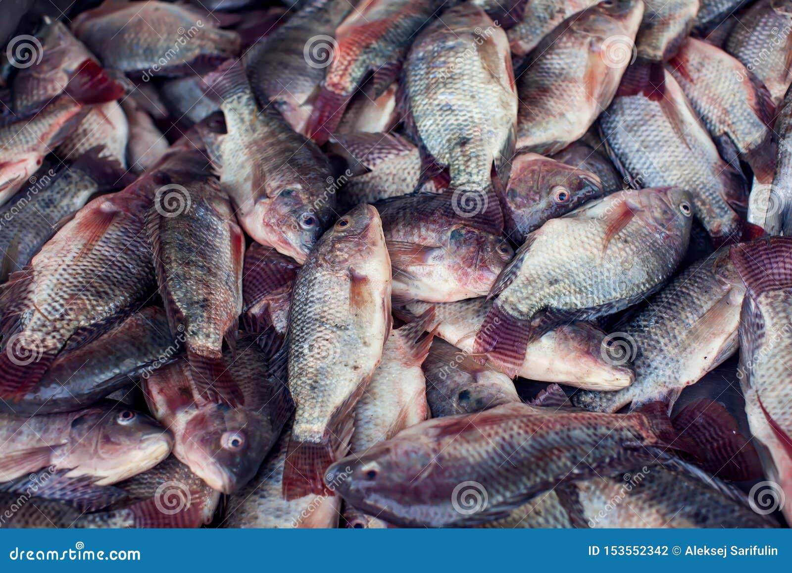A Lot of Different Kind of Fish in Market Stock Photo - Image of fresh ...