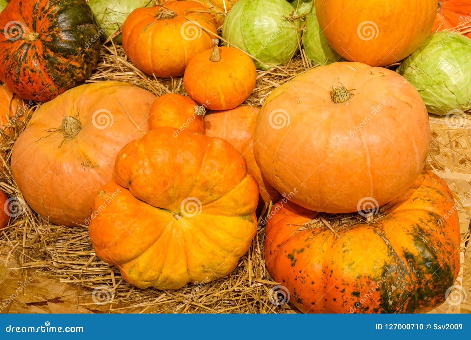 A Lot of Different Sized Orange Pumpkins on the Hay. Stock Photo ...