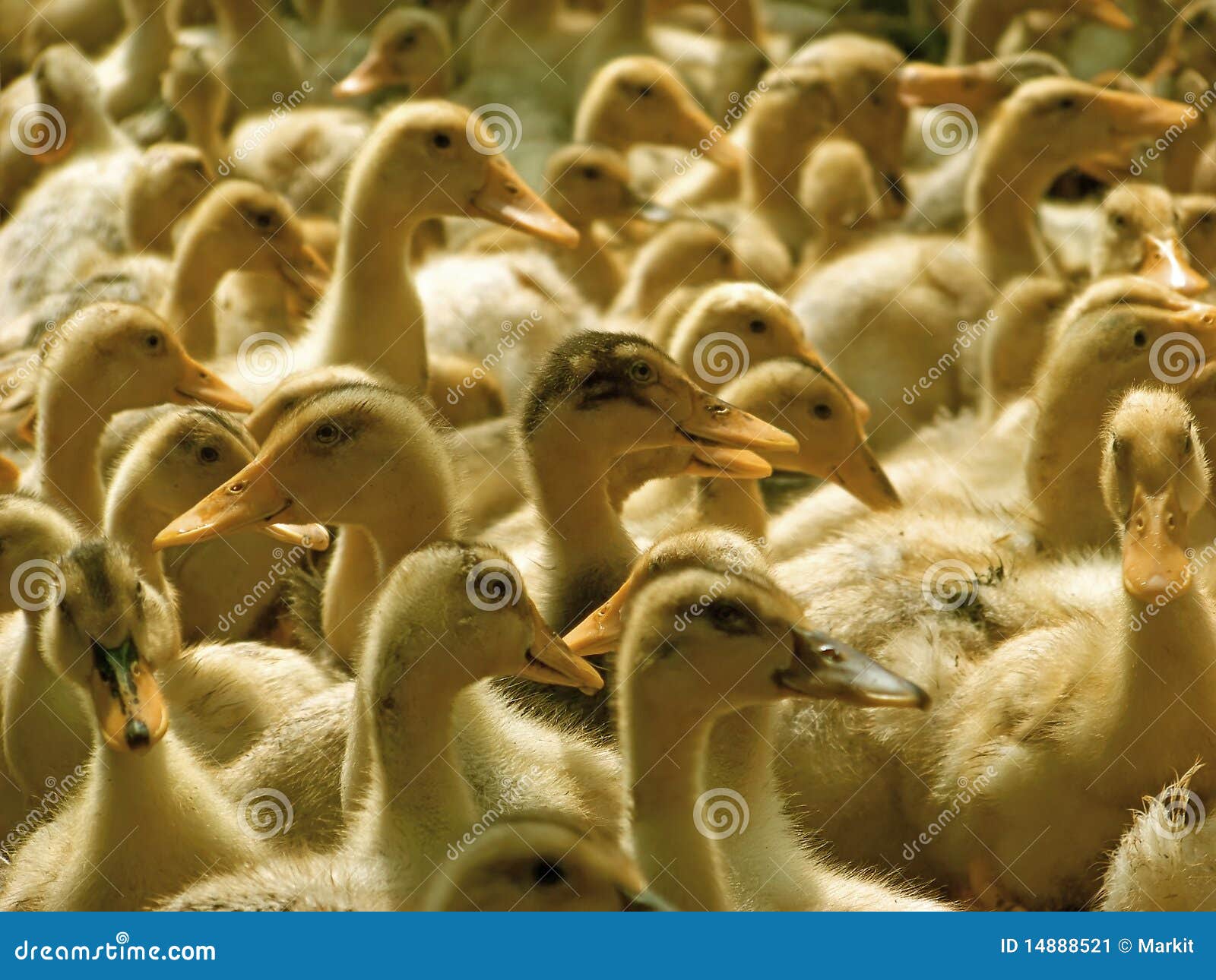A lot of domestic ducks stock image. Image of rural, range - 14888521