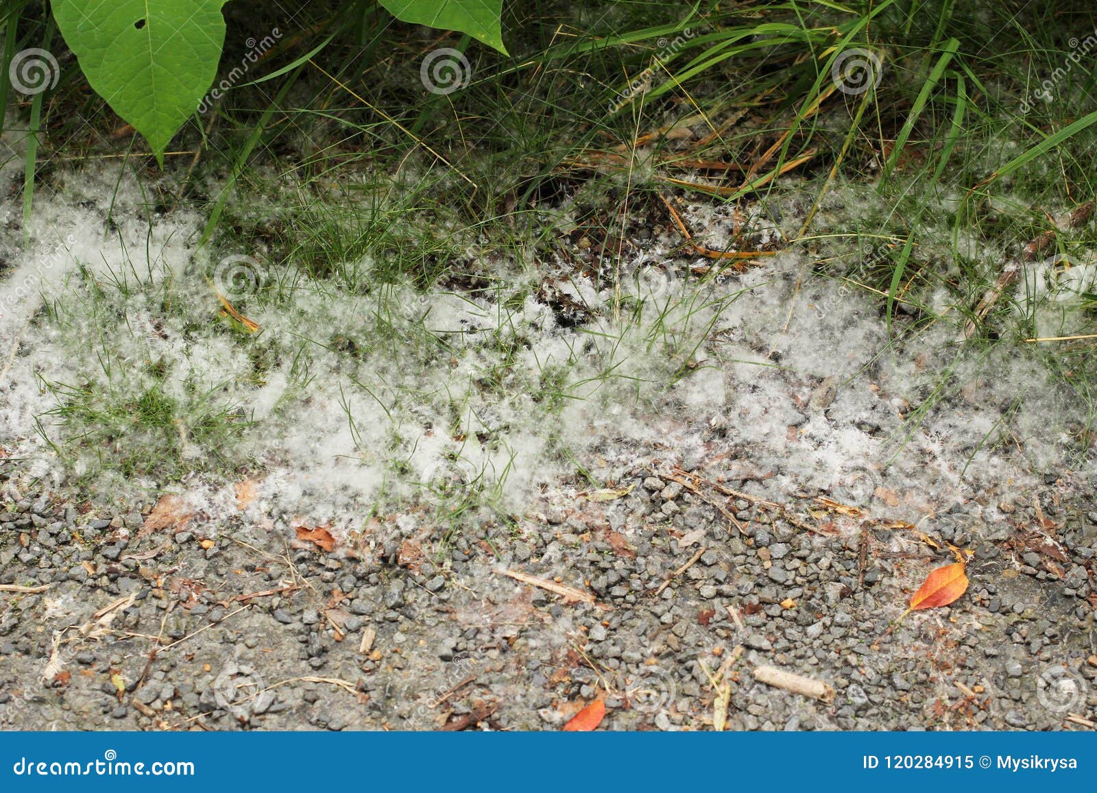 Fluff from trees stock image. Image of fluff, plenty - 120284915