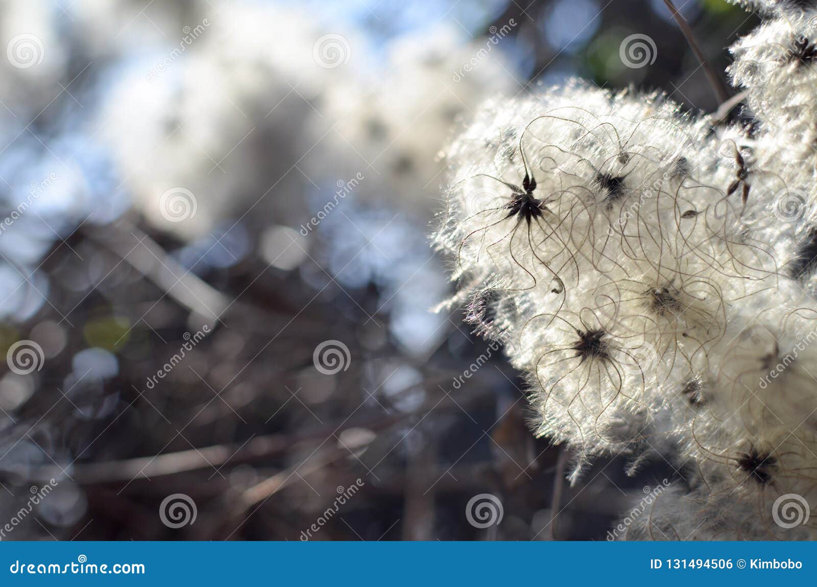 A Lot of Dry Fluff on the Tree Illuminated Stock Photo - Image of ...