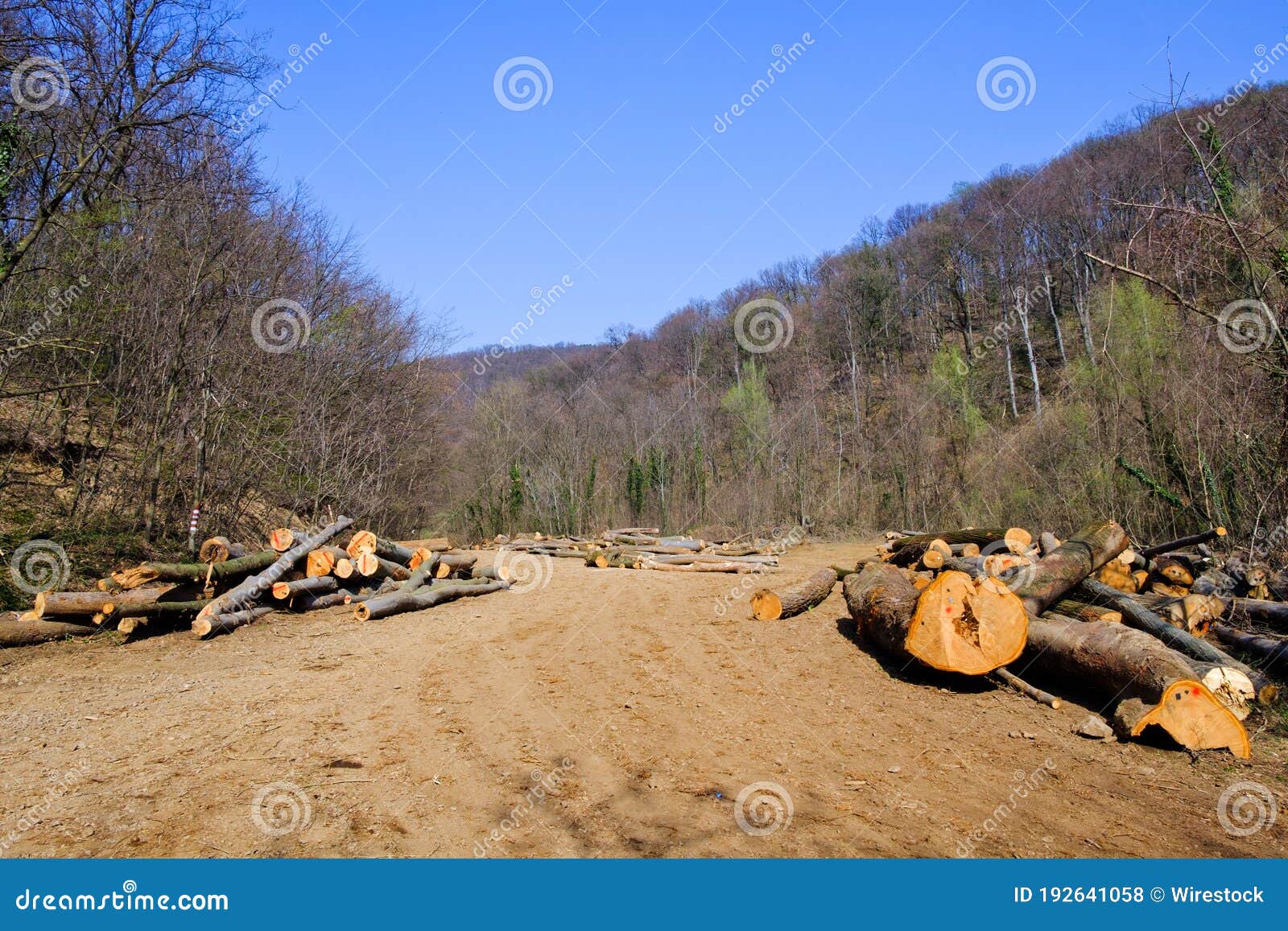 Lot of Dry Tree Logs in a Forest - Deforestation Concept Stock Photo ...