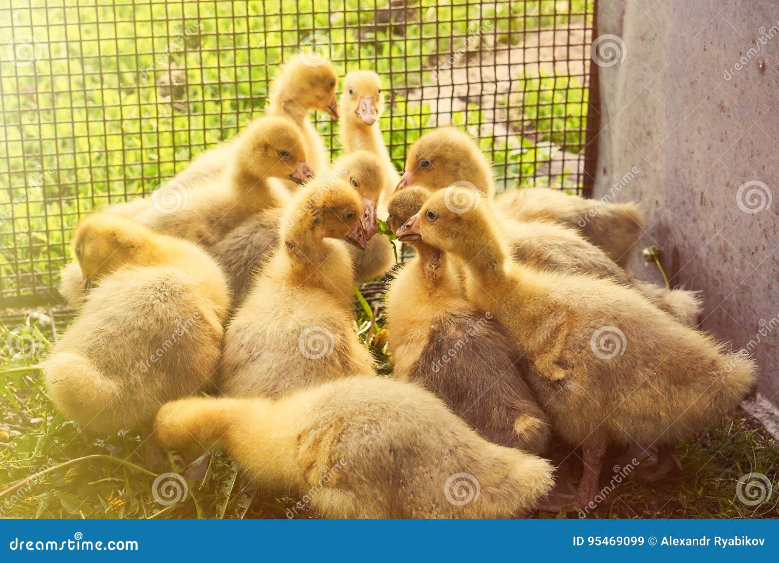 A Lot of Ducks in the Aviary. Stock Image - Image of beauty, background ...