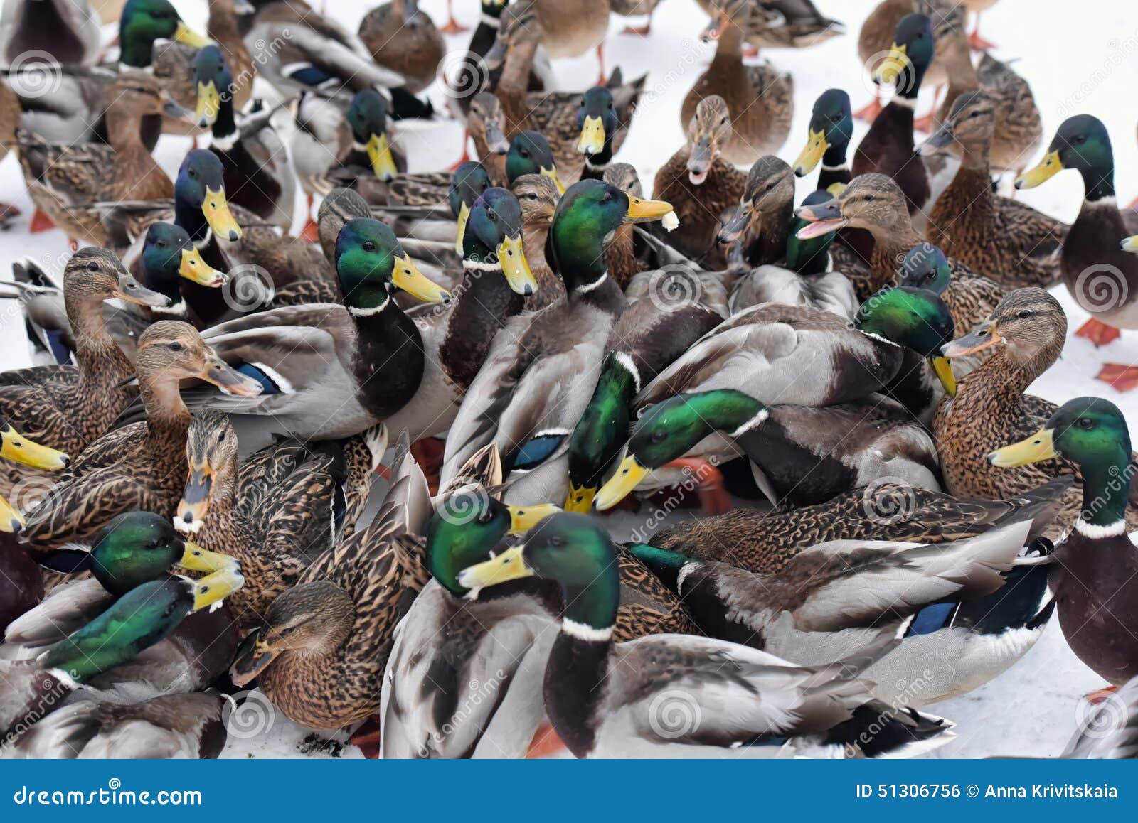 A lot of ducks stock photo. Image of nature, avian, fauna - 51306756