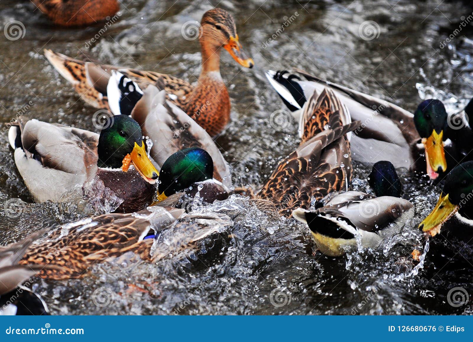 A Lot of Ducks Swimming in a Pond. Stock Photo - Image of funny ...