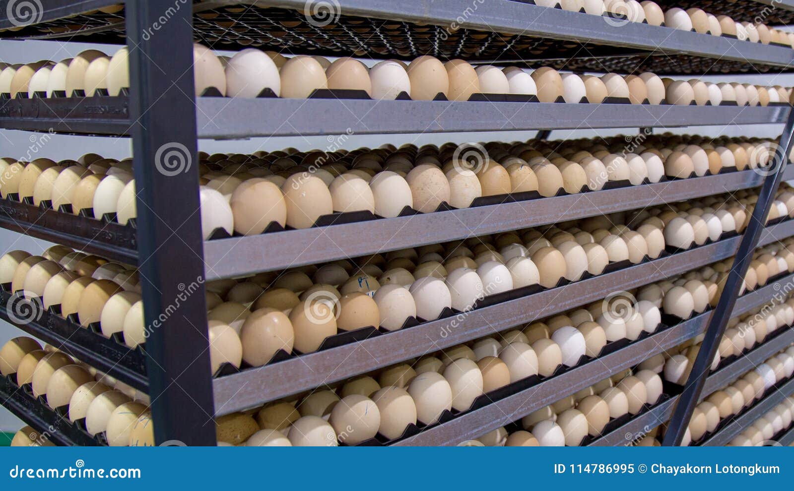 Lot of Eggs on Tray, Egg Business & Layer Process Stock Image - Image ...