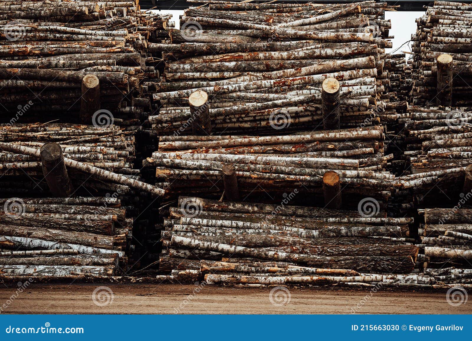 A Lot of Felled Tree Trunks are Lying in the Warehouse Stock Photo ...