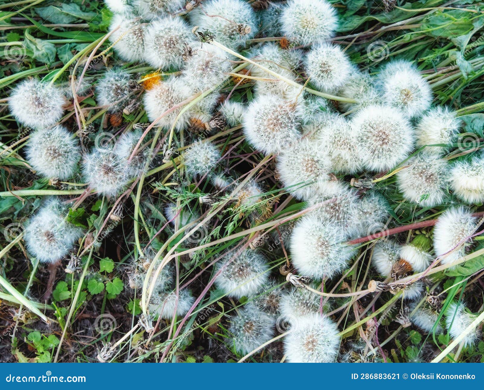 A Lot of Field Dandelions. Mowed Field Plants Stock Image - Image of ...