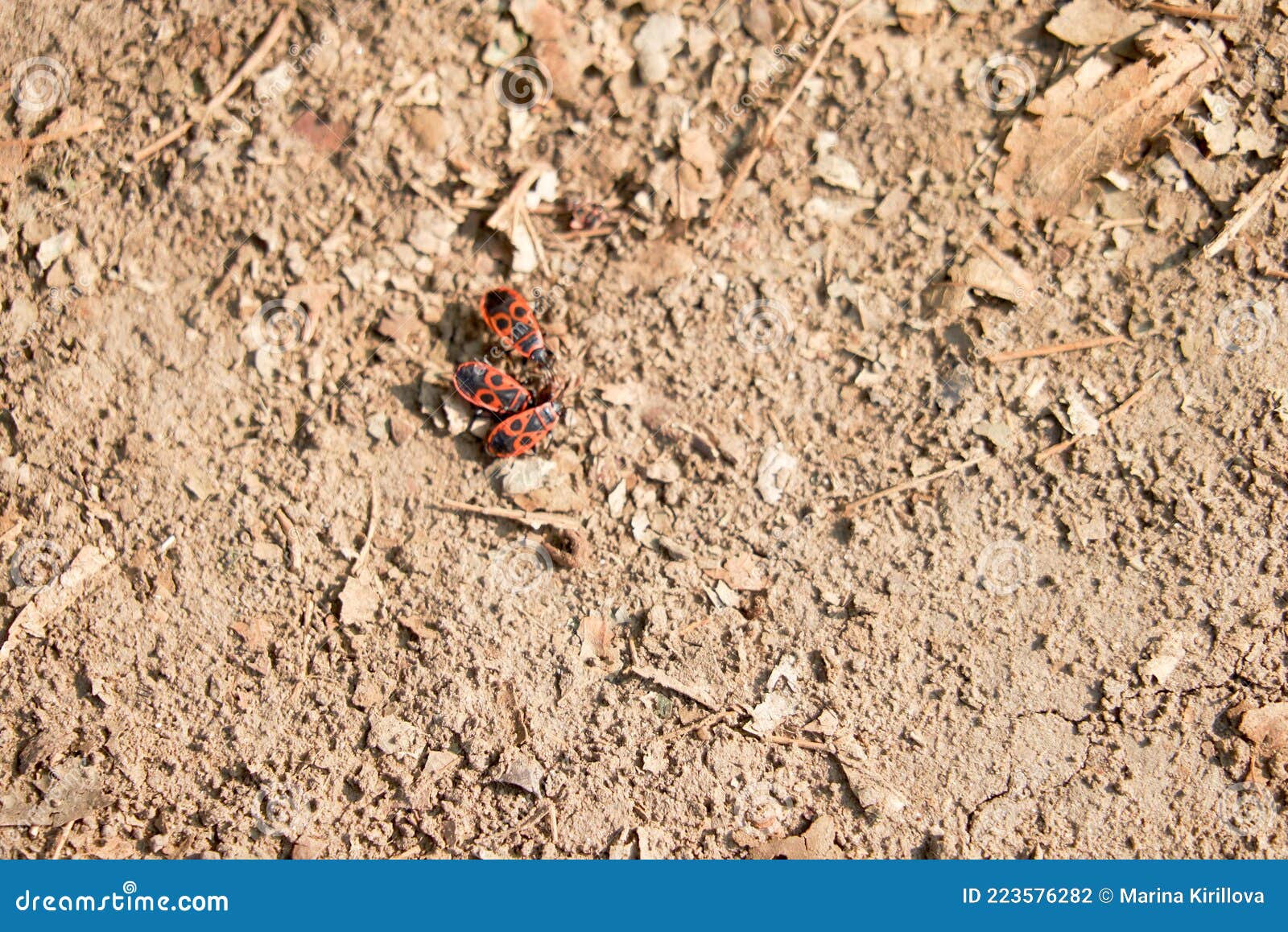 A lot of fire bugs stock photo. Image of white, fireman - 223576282