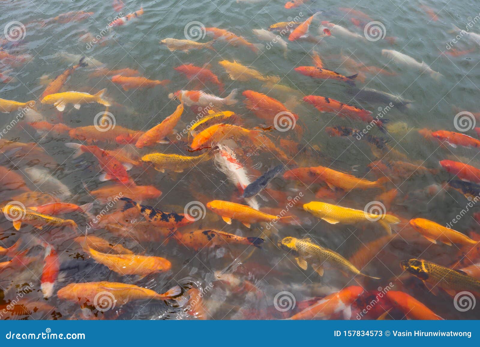 A Lot of Fish Koi in the Pond Stock Image - Image of fancy, beautiful ...