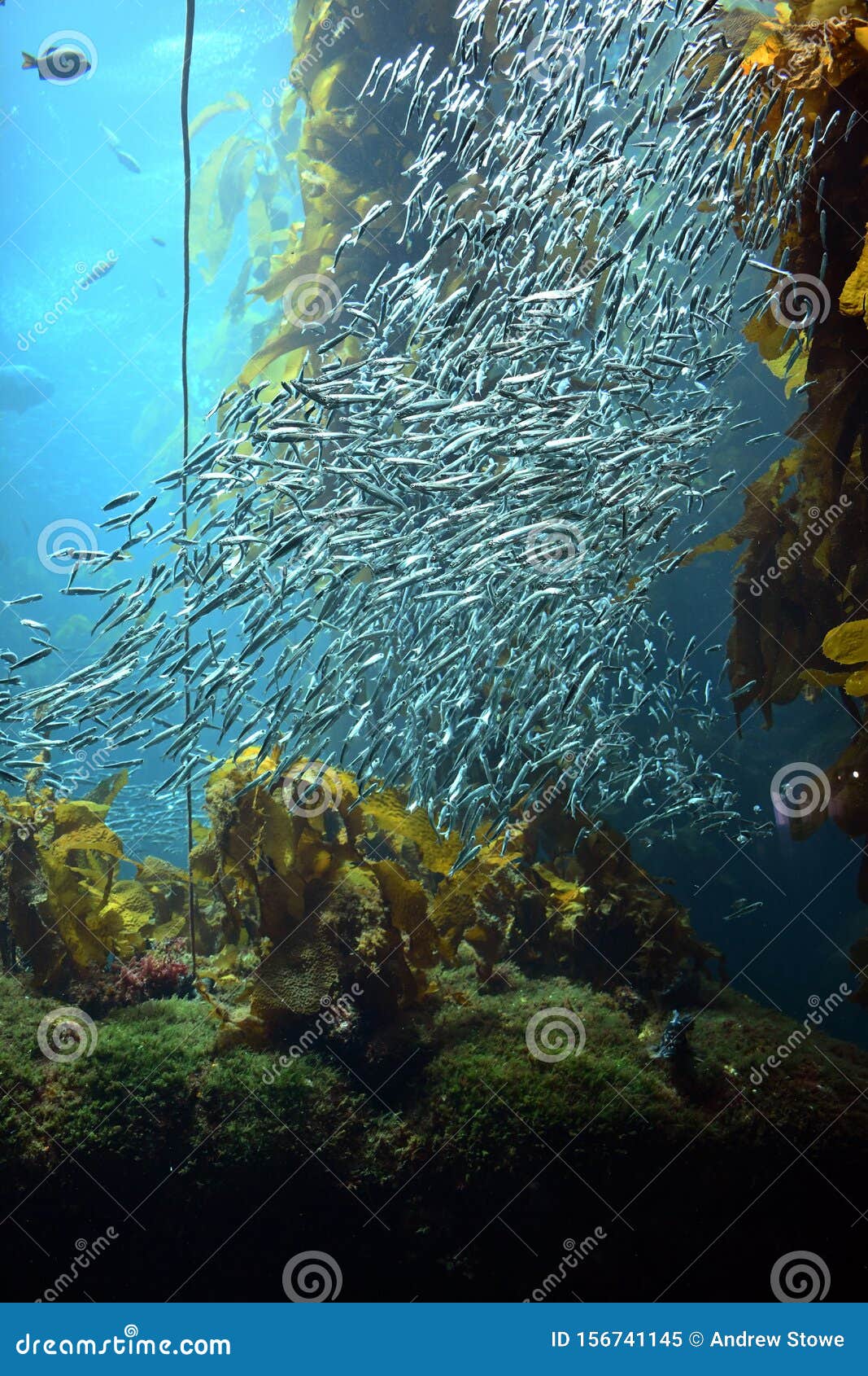 A lot of fish in the ocean stock image. Image of southern - 156741145