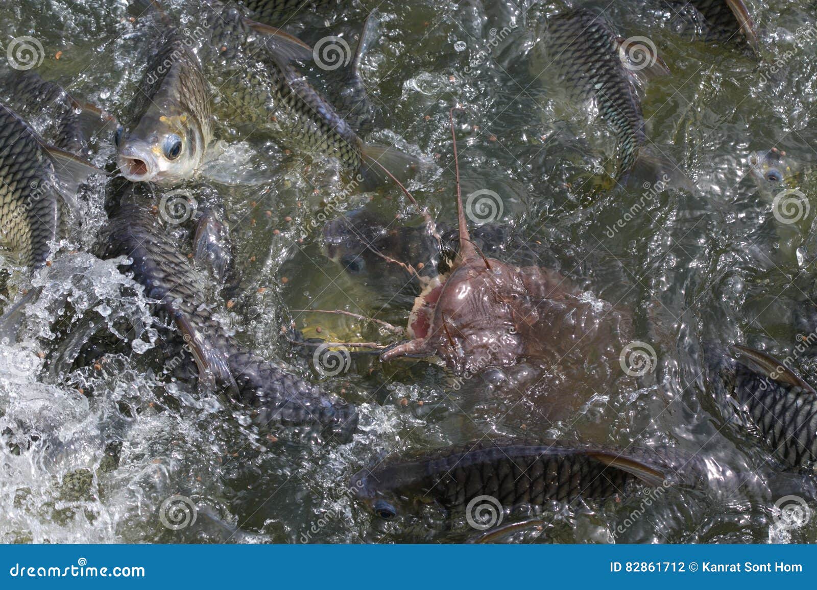 A lot of fish in the river stock photo. Image of fish - 82861712