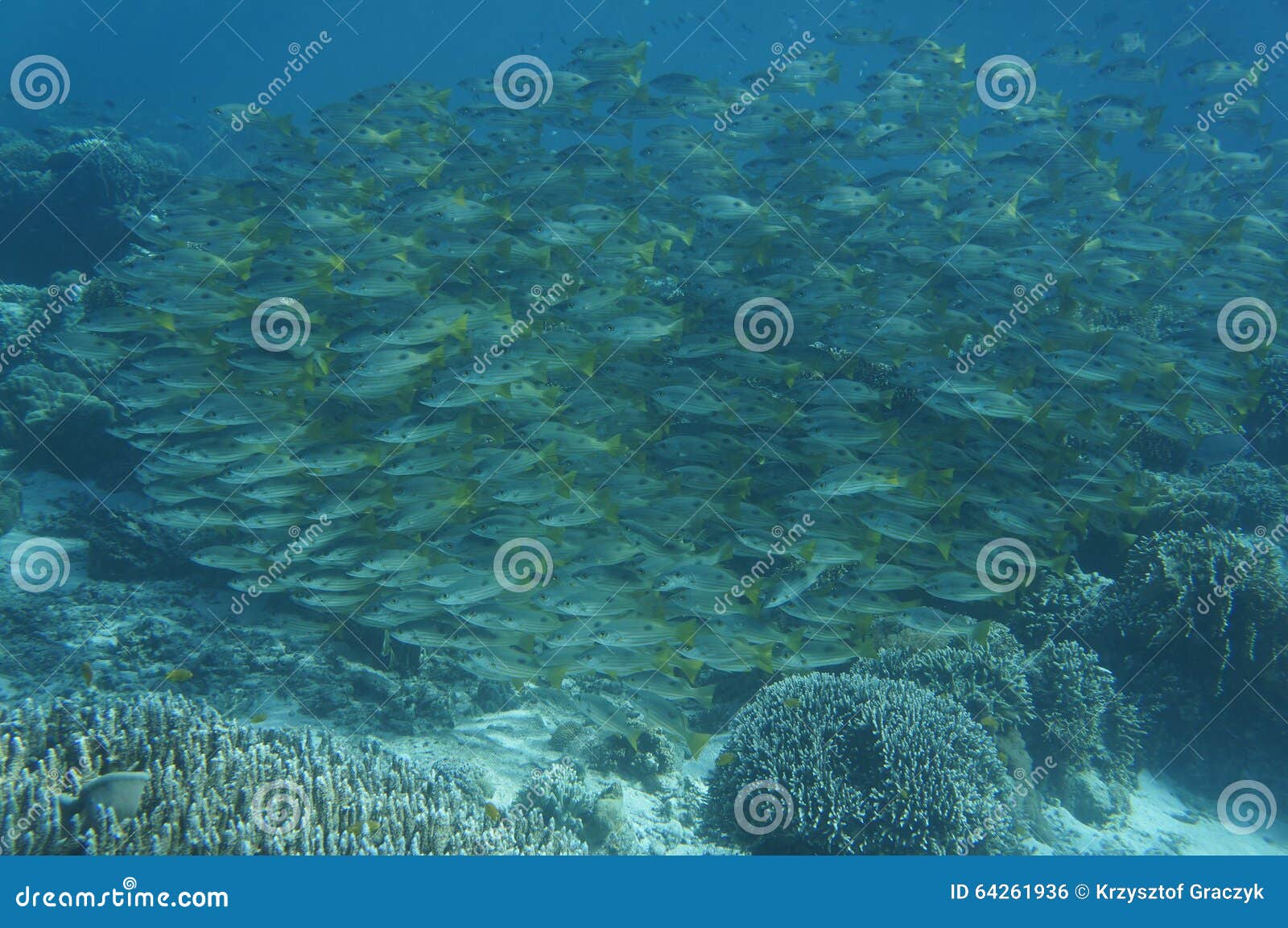A lot of fish stock photo. Image of fishes, creature - 64261936