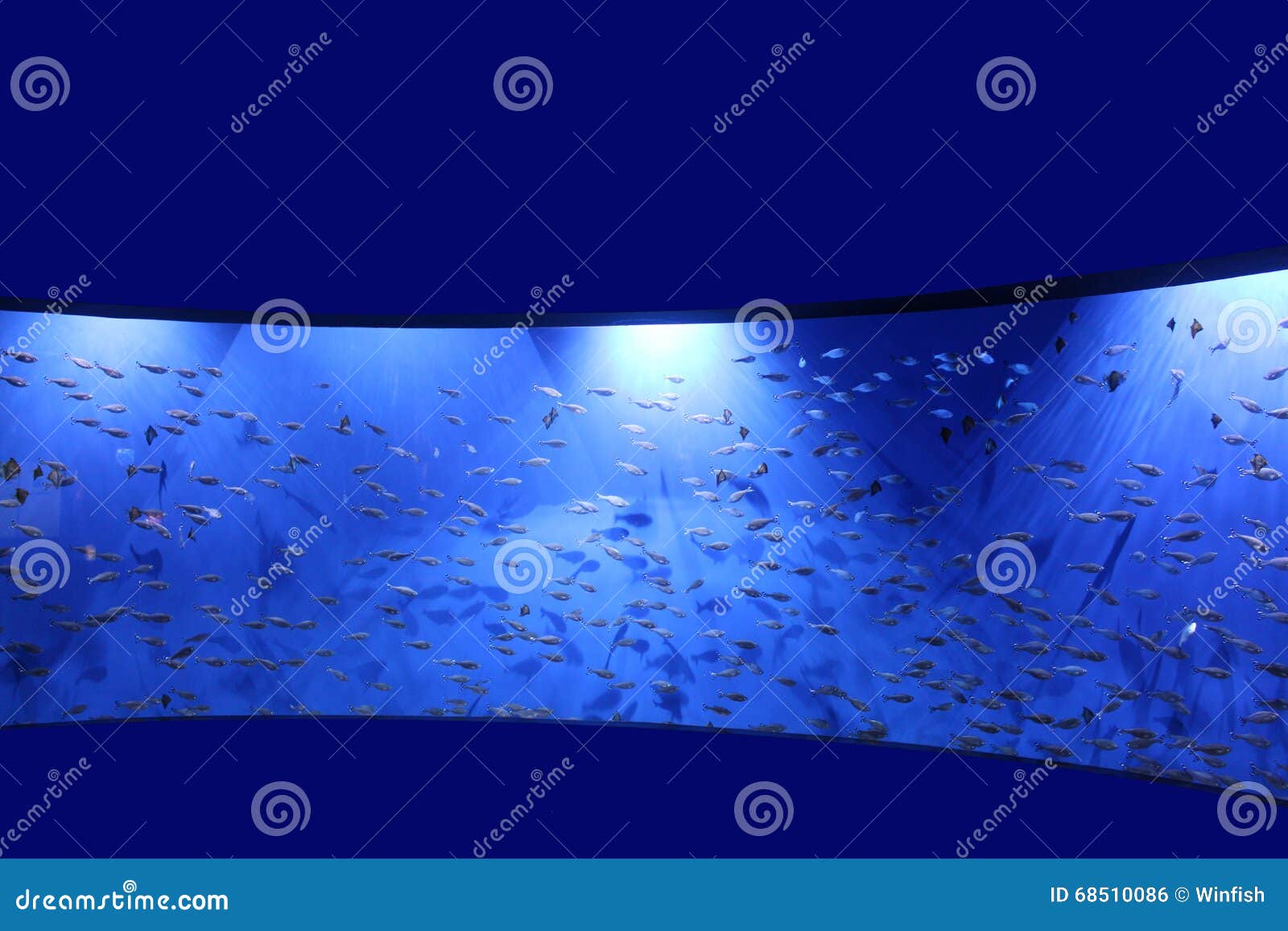 A lot of fish stock photo. Image of swim, blue, water - 68510086