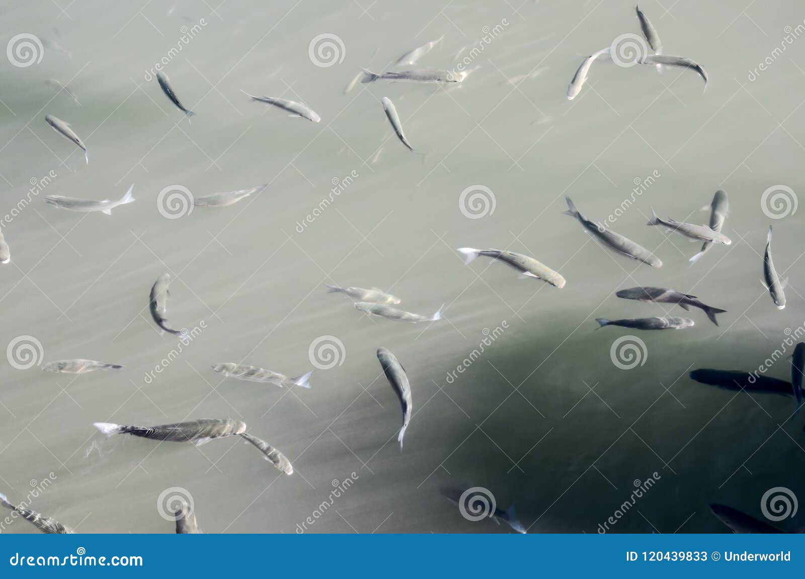 Lot of fish in the water stock image. Image of fishes - 120439833