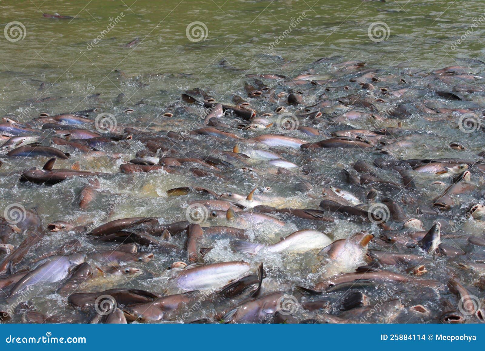 A Lot of Fishs stock photo. Image of food, fishes, scales - 25884114