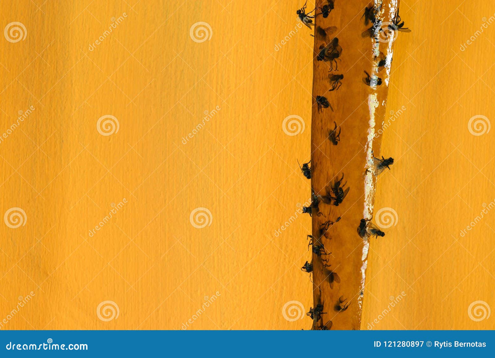 Flies Caught On Trap Royalty-Free Stock Photography | CartoonDealer.com ...