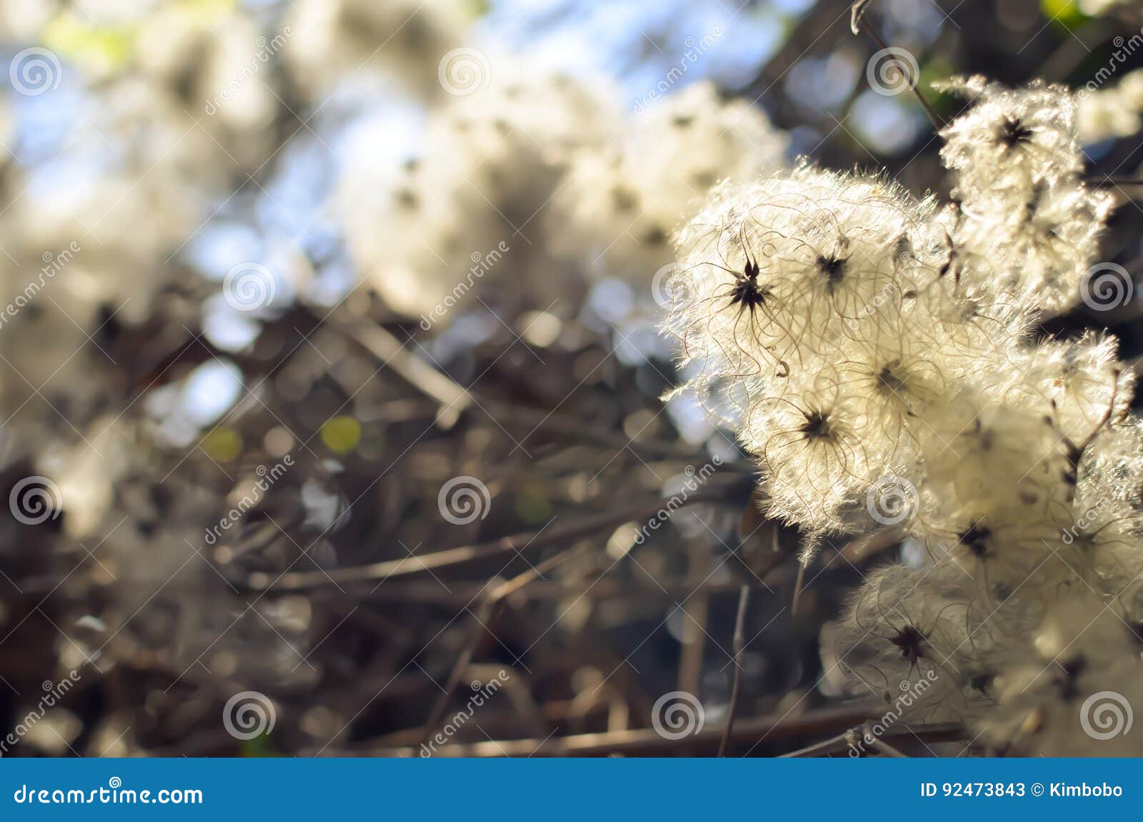 A Lot of Fluff on the Tree Illuminated by Sunlight Stock Image - Image ...