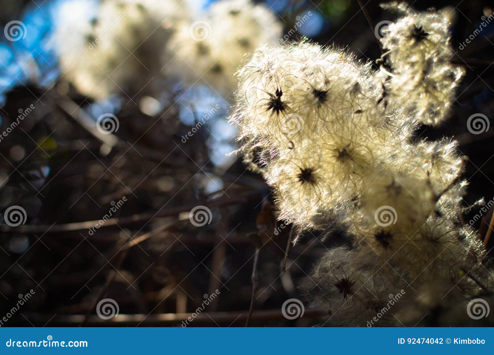 A Lot of Fluff on the Tree Illuminated by Sunlight Stock Photo - Image ...