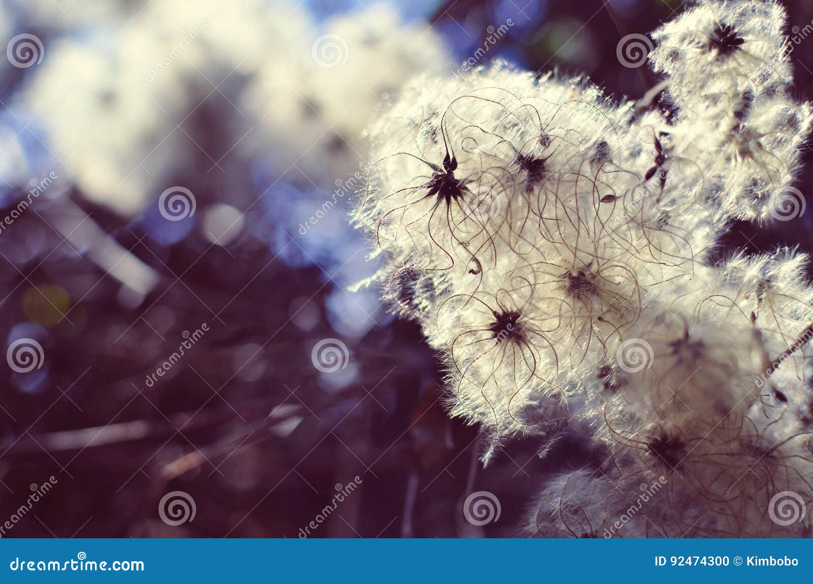 A Lot of Fluff on the Tree Illuminated by Sunlight Stock Photo - Image ...