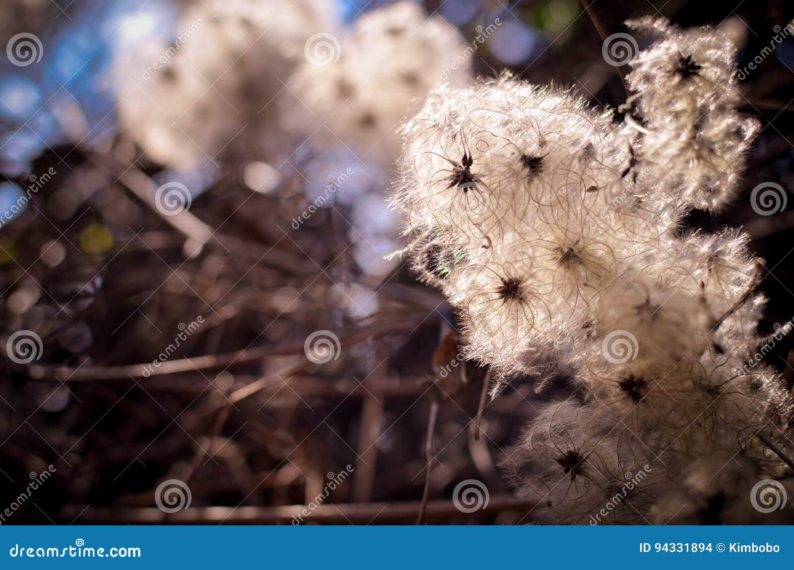 A Lot of Fluff on the Tree Illuminated by Sunlight Stock Photo - Image ...
