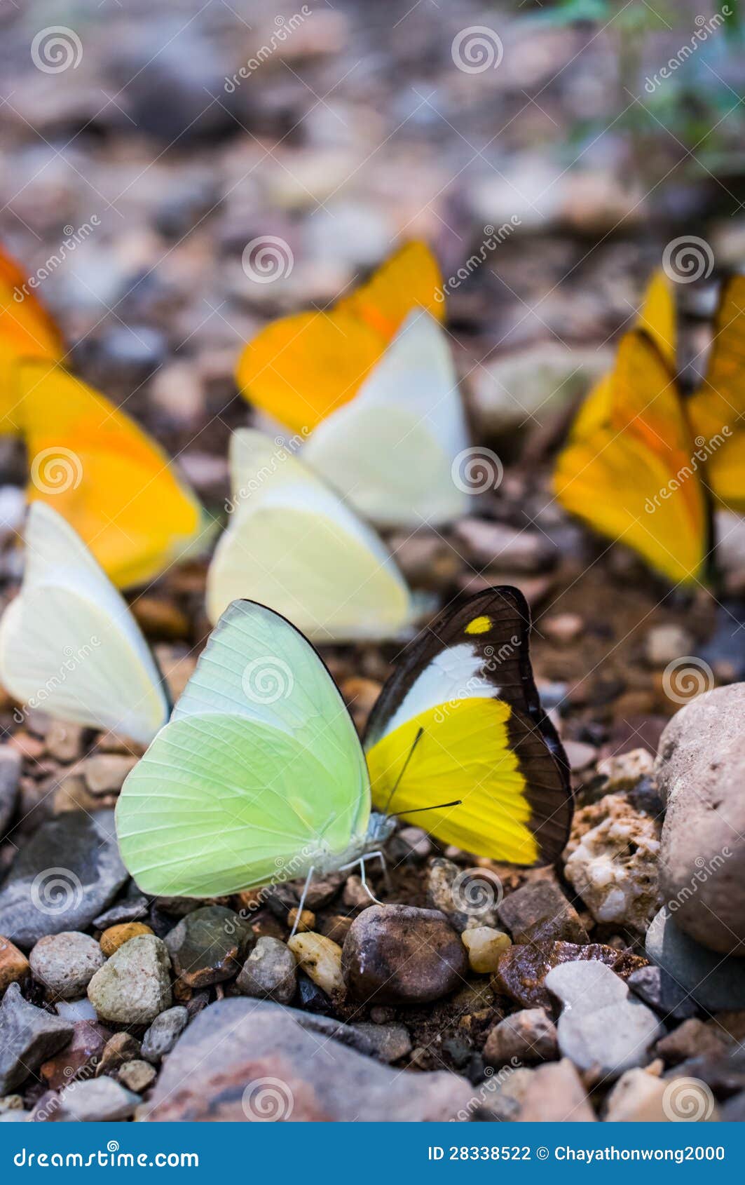 Lot of forest butterfly stock photo. Image of rest, color - 28338522