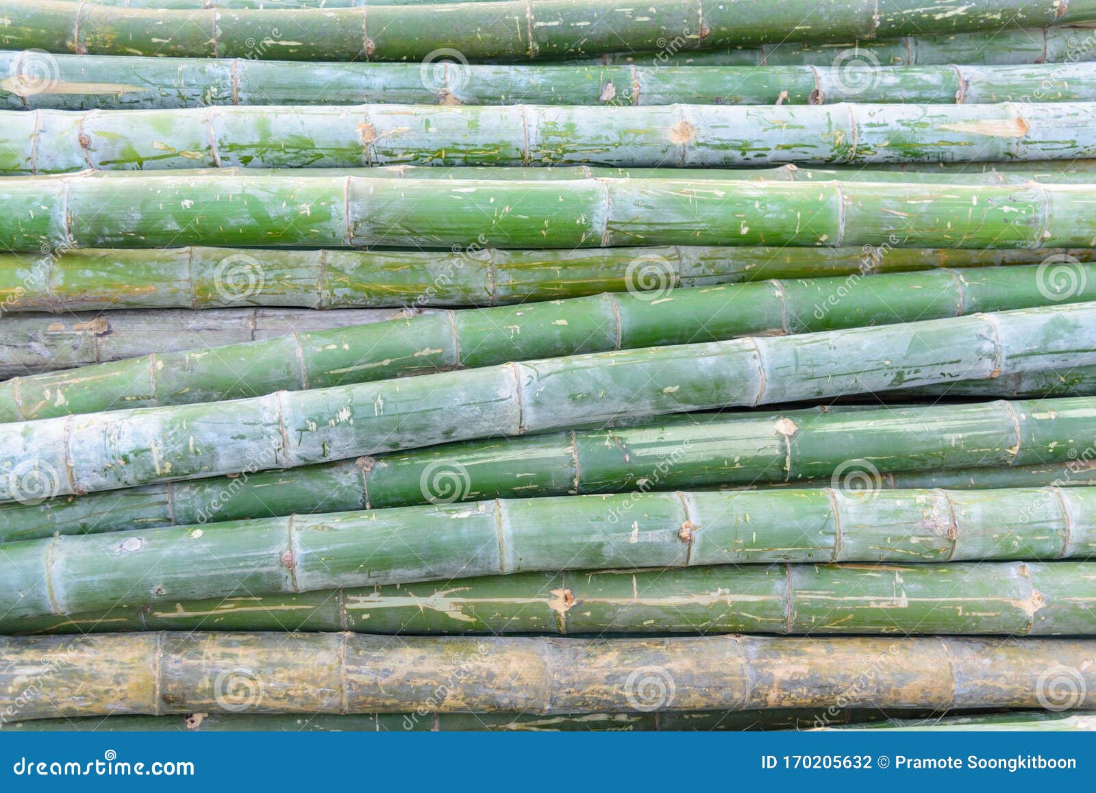A lot of fresh Bamboo Log stock photo. Image of trunk - 170205632