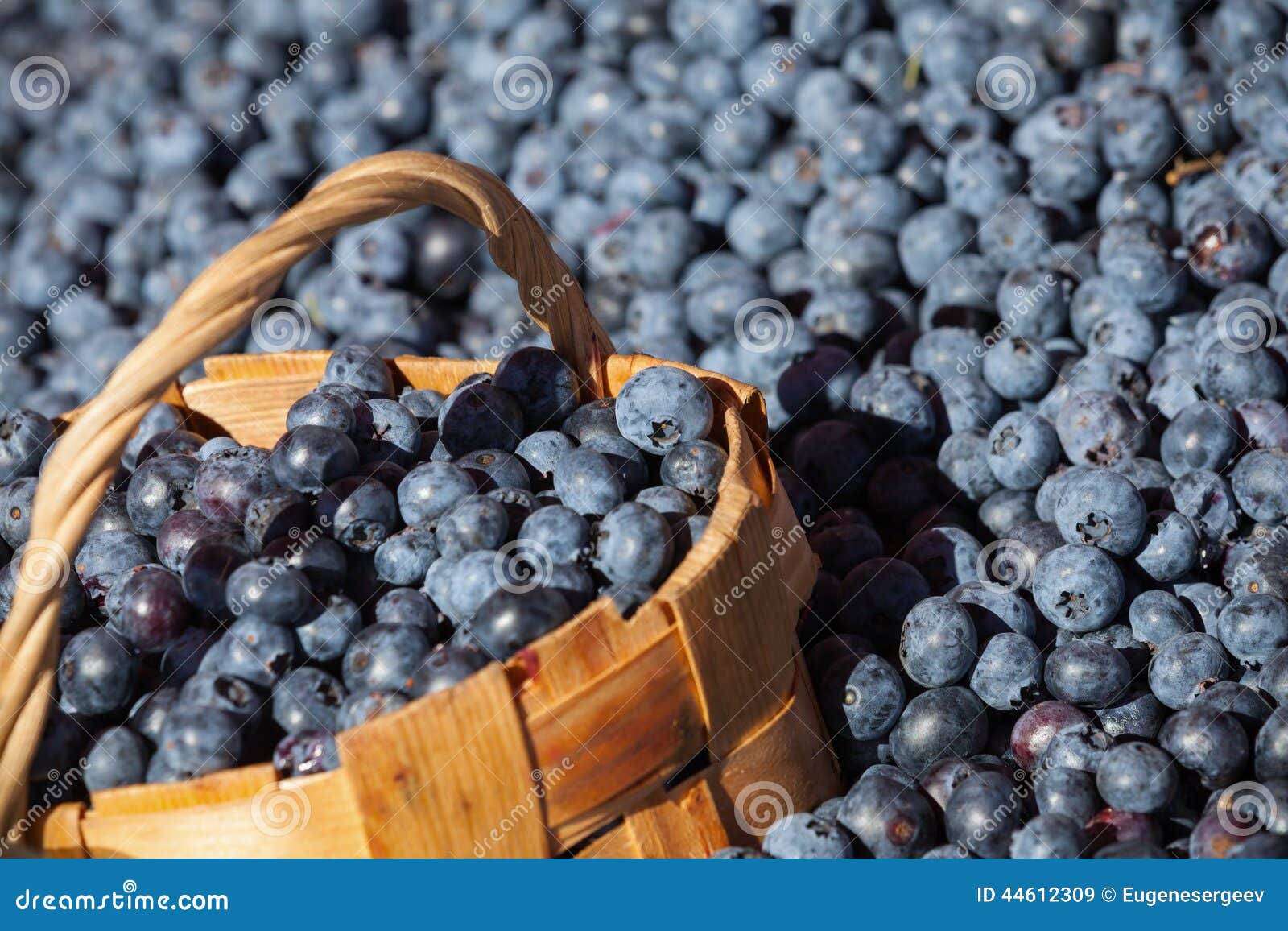 Lot of Fresh Blueberry with Full Bast Basket Stock Image - Image of ...