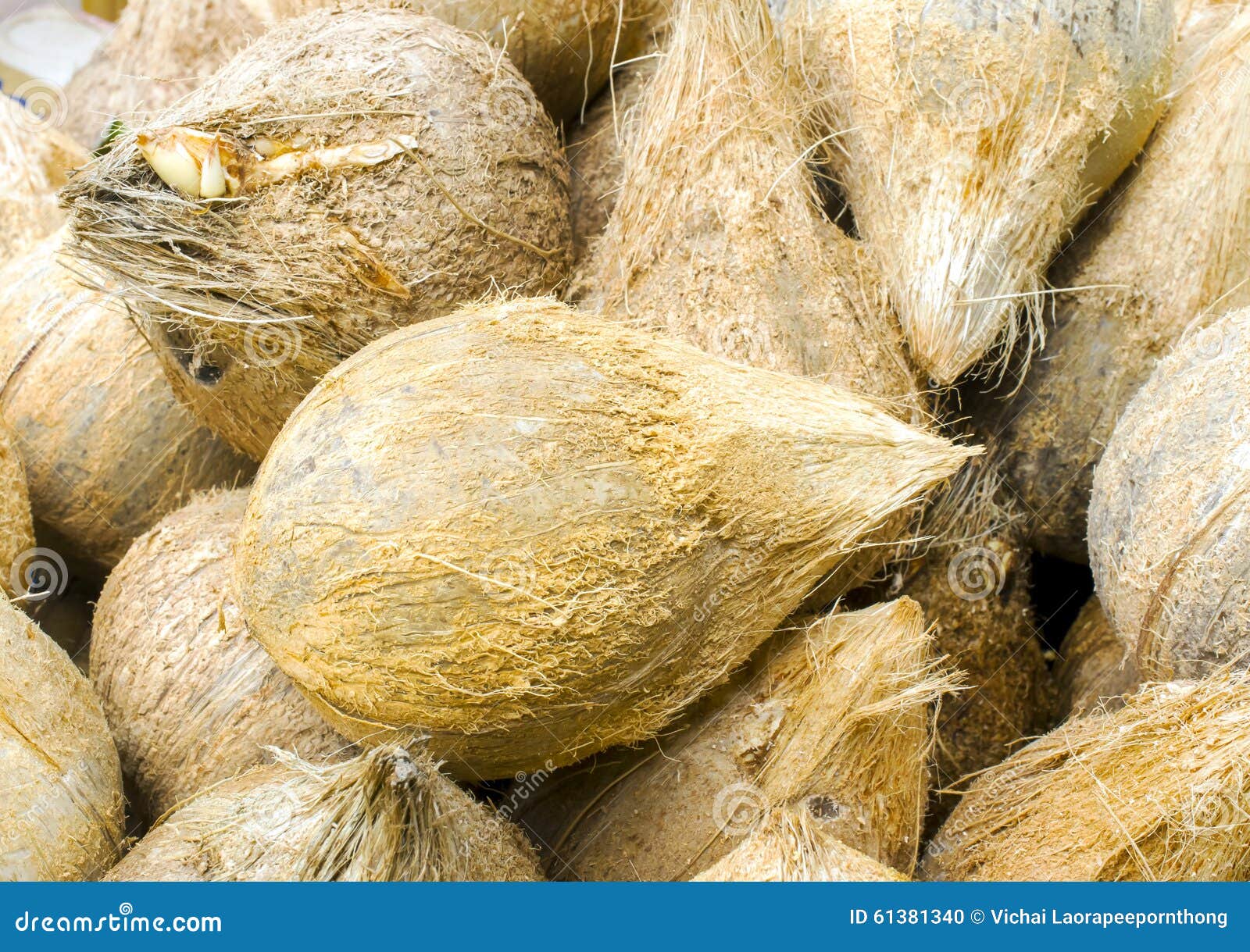 A lot of fresh Coconuts stock photo. Image of closeup - 61381340