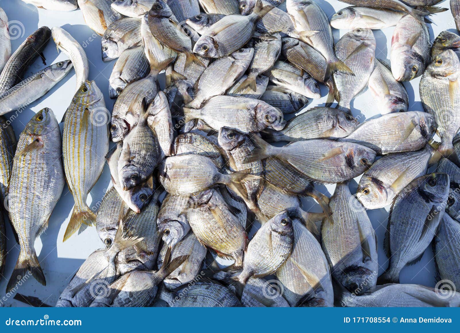A Lot of Fresh Fish in the Market. Fresh Catch Stock Photo - Image of ...