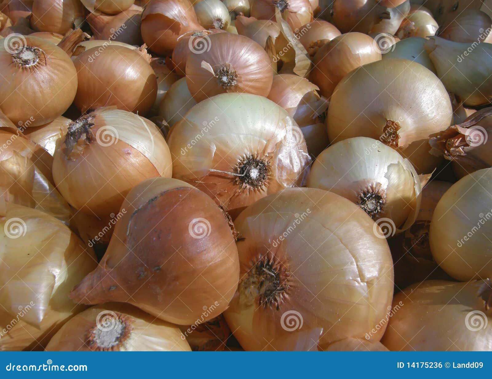 Fresh Onions Royalty-Free Stock Image | CartoonDealer.com #61017802