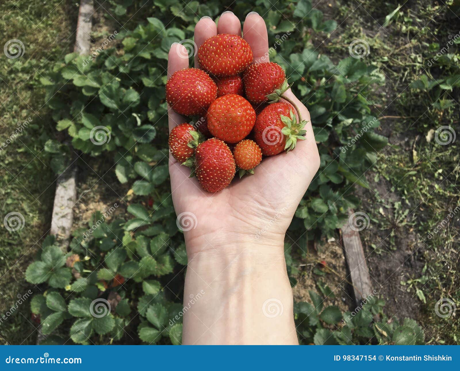 A Lot of Fresh Strawberries in Hand Stock Photo - Image of apple ...