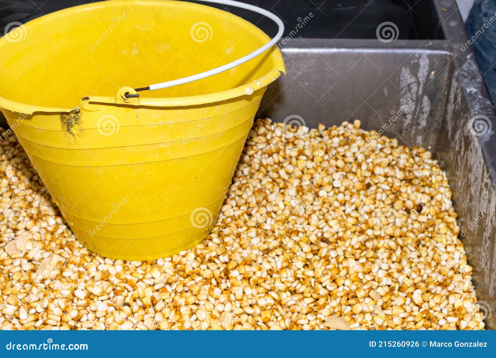 A Lot of Freshly Washed Corn in a Tub and a Yellow Bucket on it Stock ...