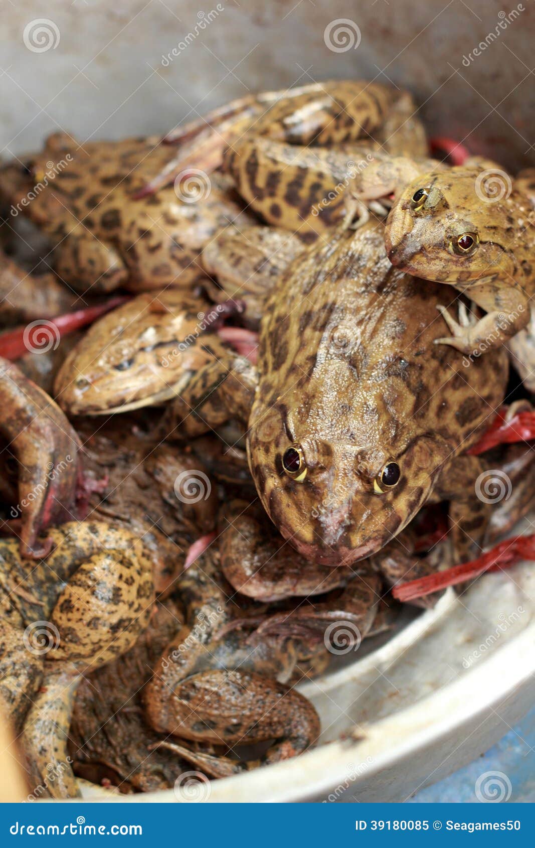 A lot frogs for sale stock image. Image of market, amphibians - 39180085