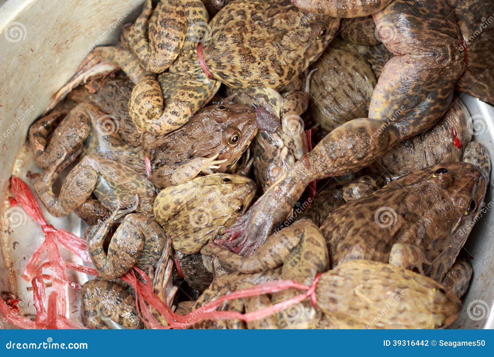 A lot frogs for sale stock photo. Image of seasoning - 39316442