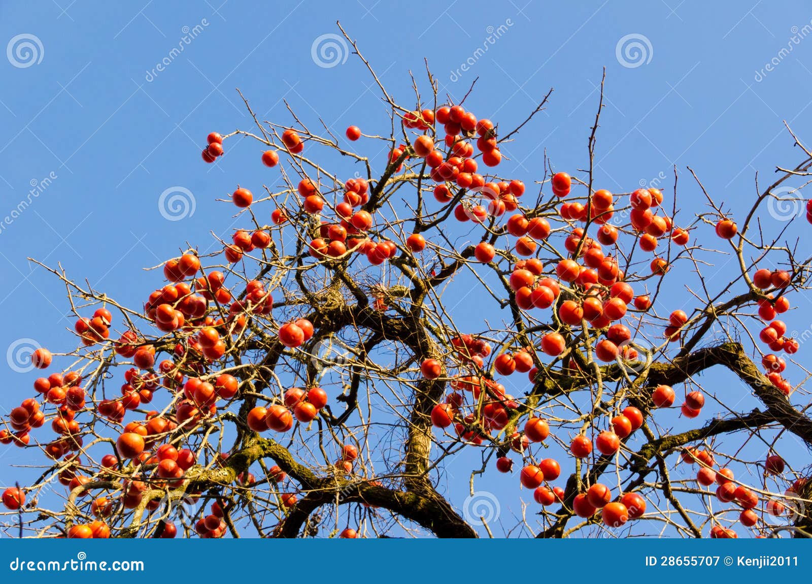 A Lot of Fruit Ripe Persimmon Tree Stock Image - Image of outdoor, copy ...