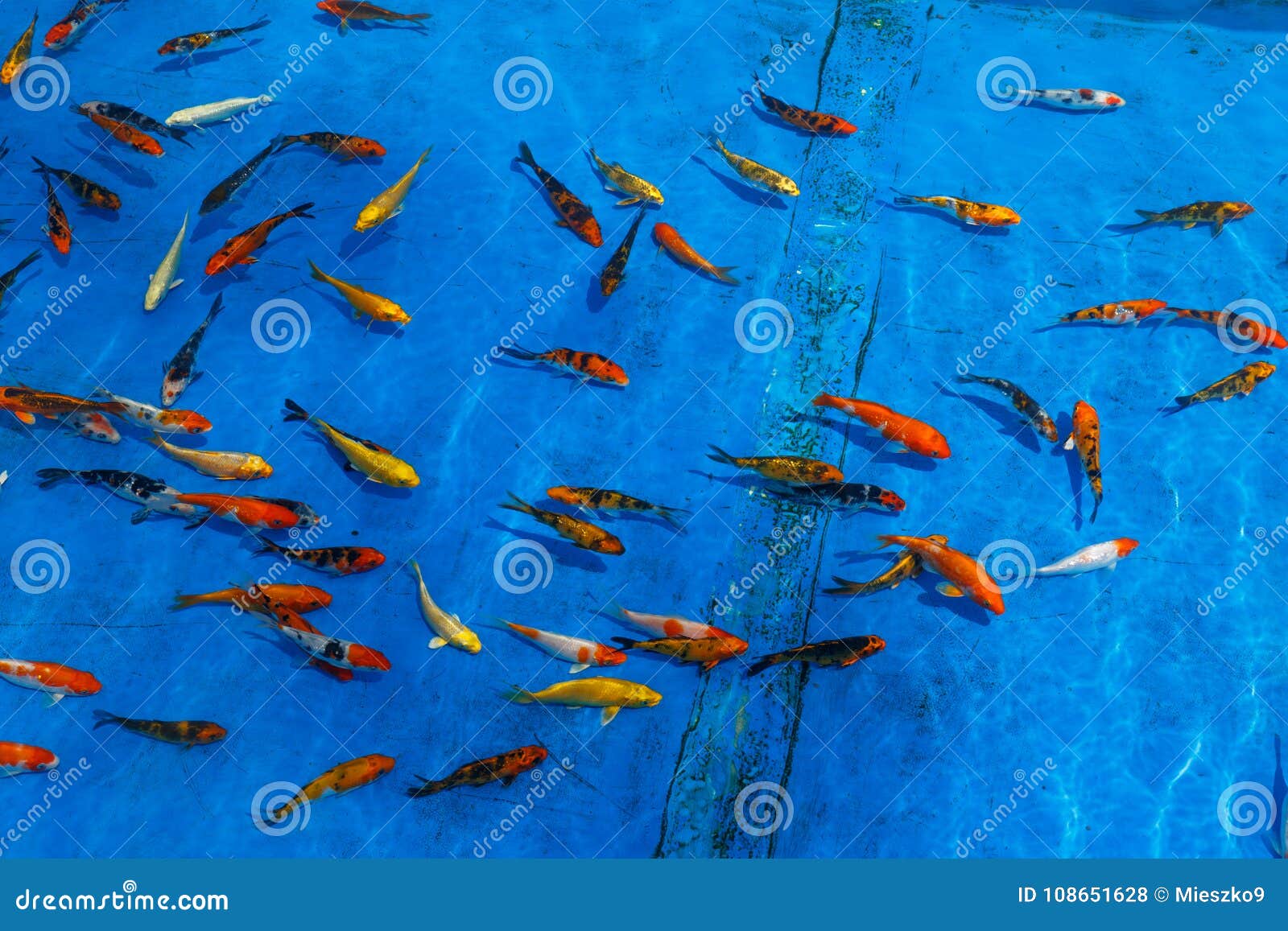 Goldfish With A Blue Background Stock Photo | CartoonDealer.com #15704286