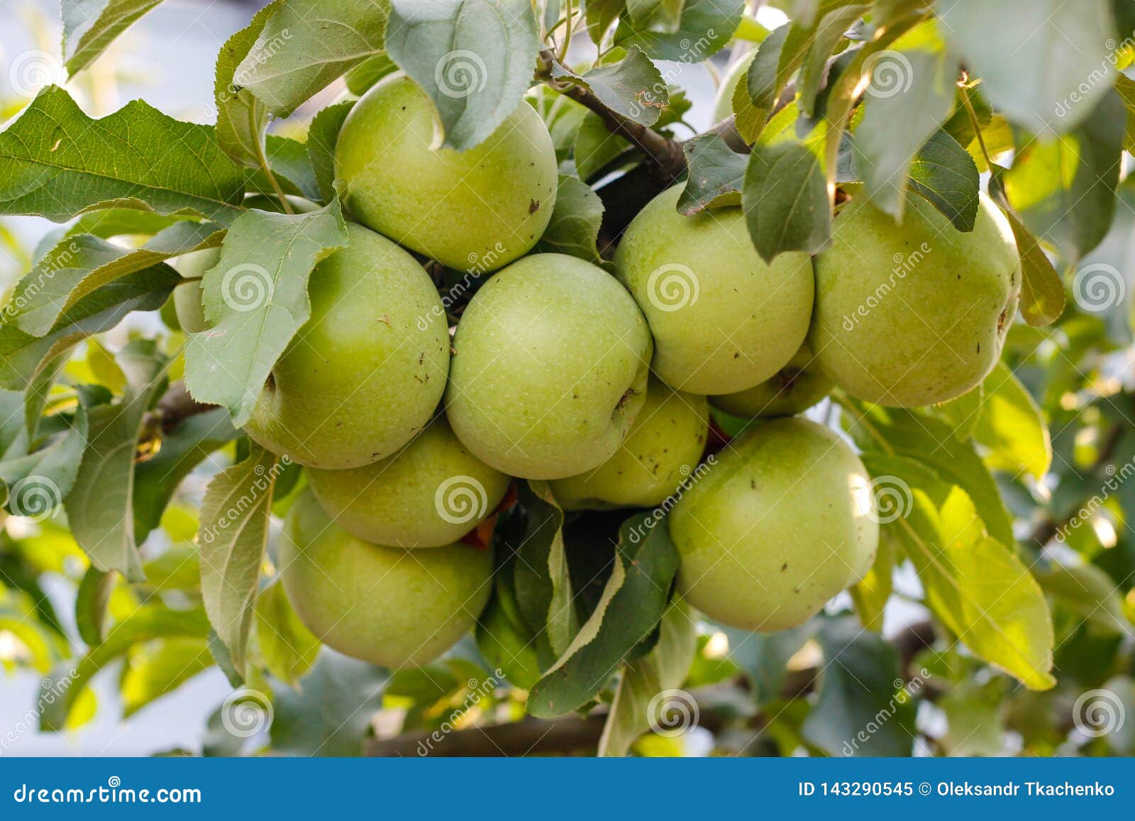 Green Polish Apples on the Branch Stock Image - Image of organic ...