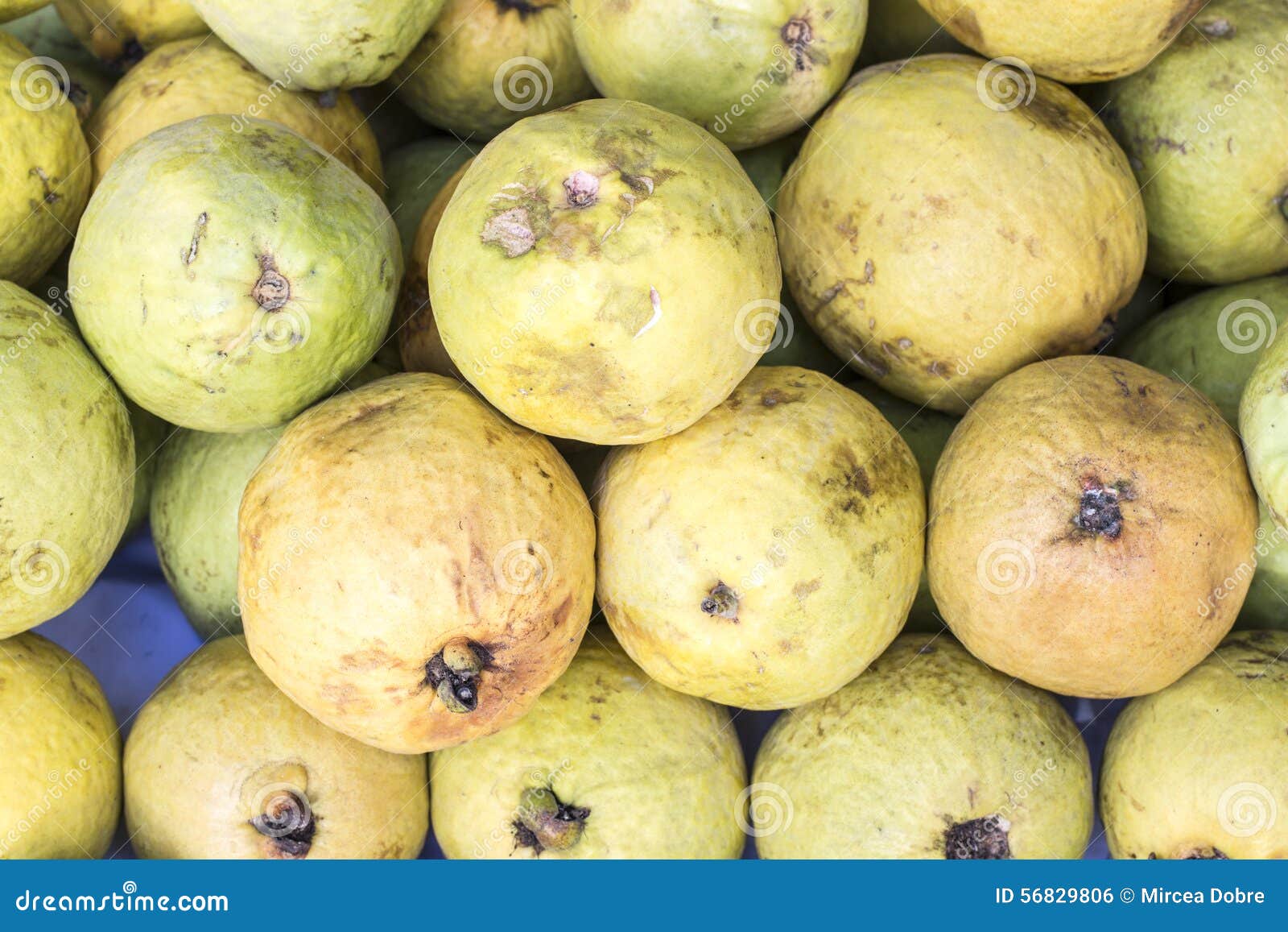 Lot of Guava (guayaba) in a Market in Peru Stock Photo - Image of ...