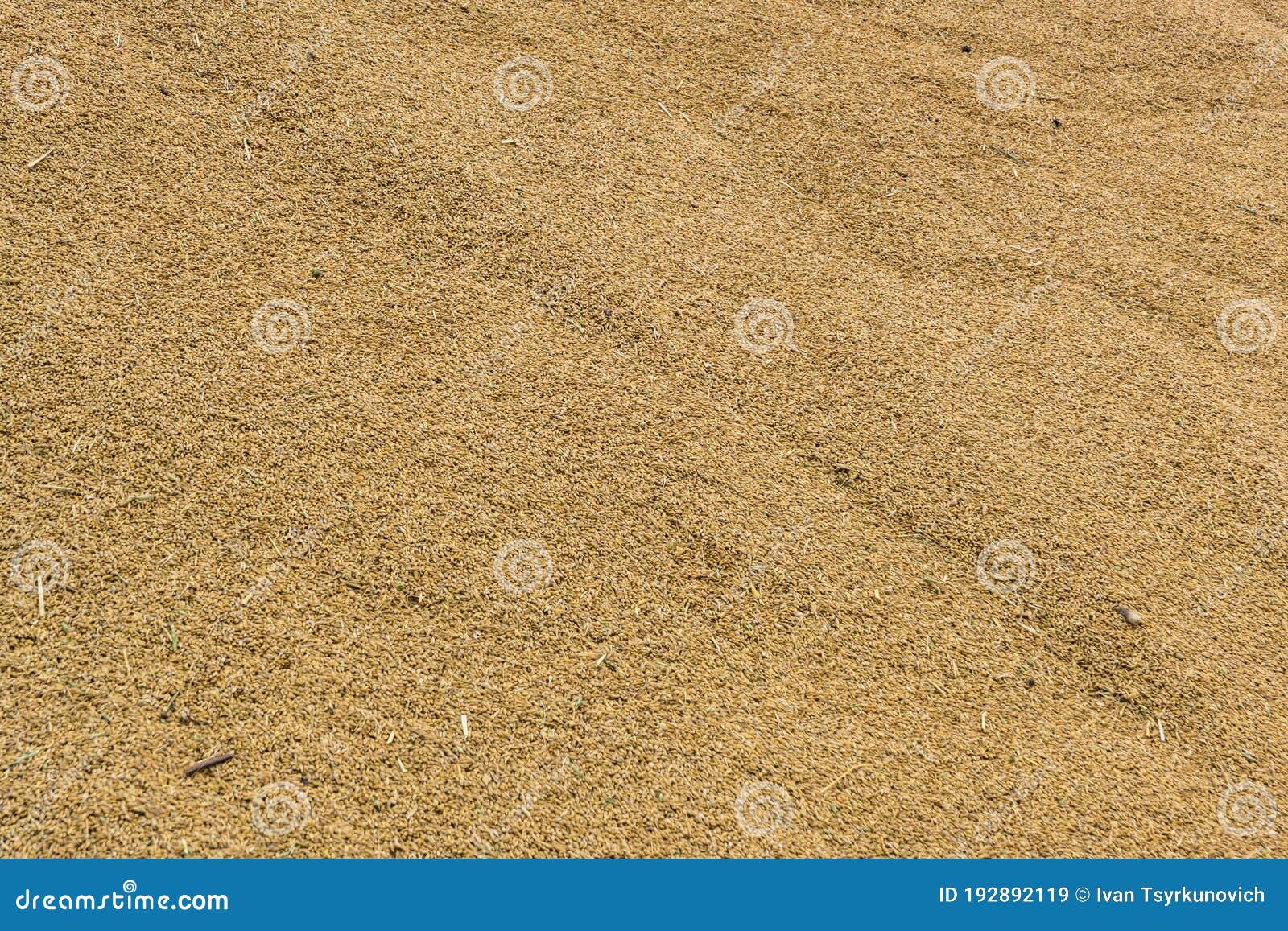 A Lot of Hard Red Winter Wheat Triticale or Rye Grain Stock Image ...