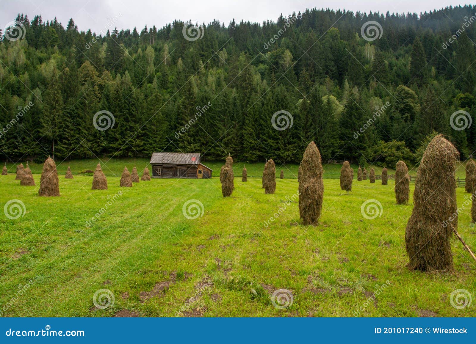 Lot of Haystacks in a Green Field Surrounded by Beautiful Trees Stock ...