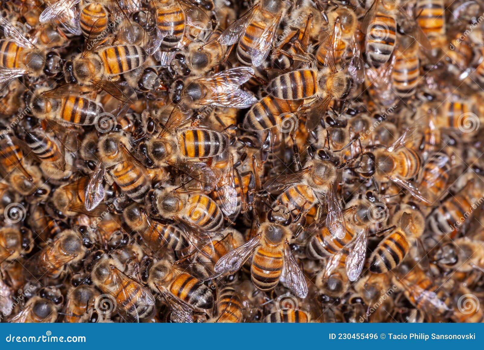 Pattern Of Apis Dorsata Bees On Honeycomb Royalty-Free Stock Image ...